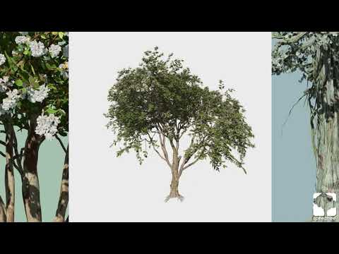 SpeedTree | The Industry Standard for Procedural Modeling